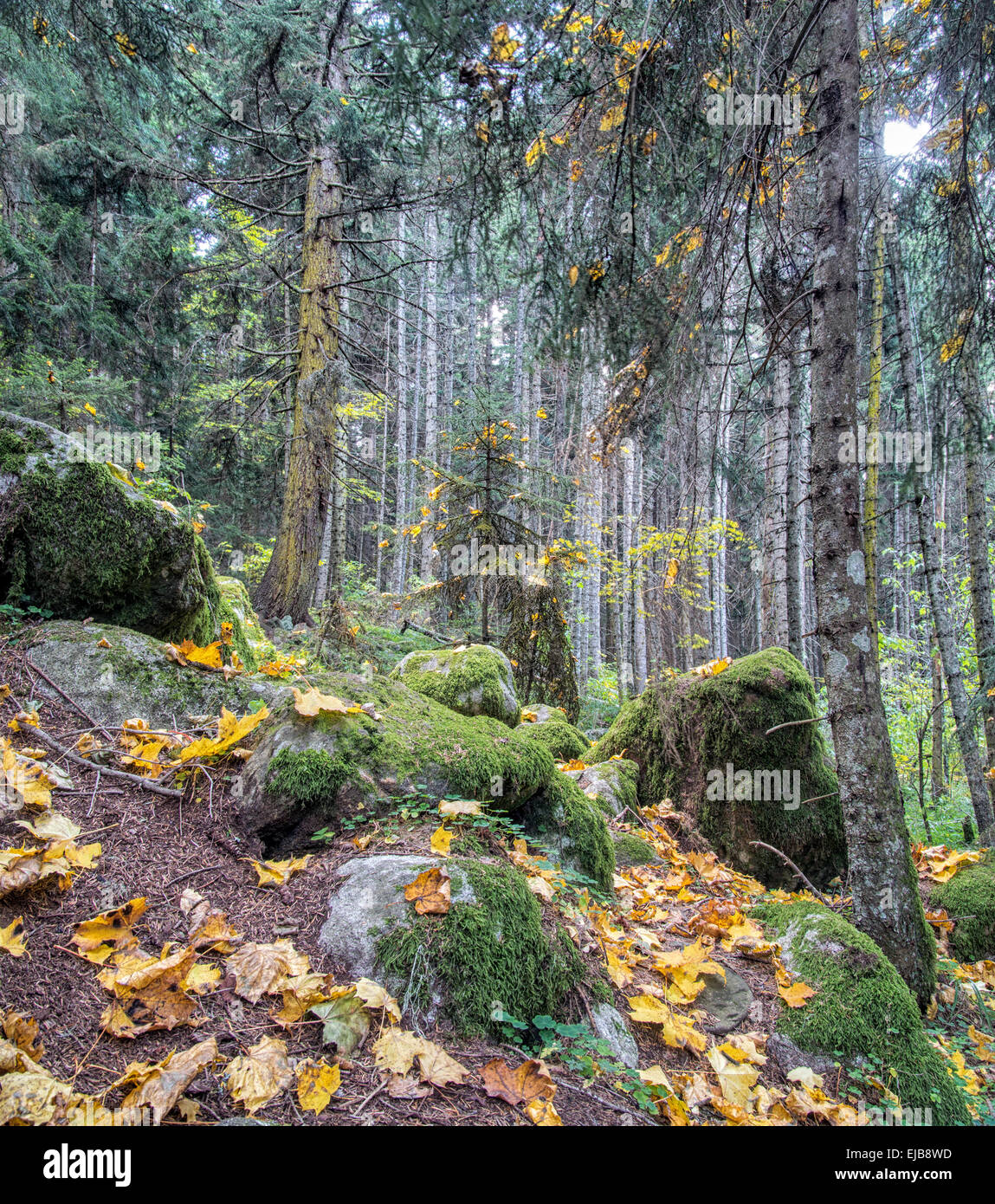 Beautiful dense forest Stock Photo - Alamy