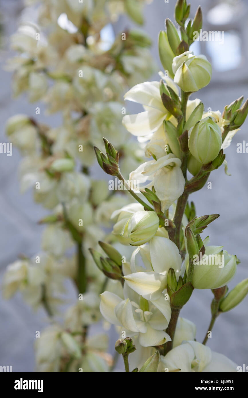 Yucca flowers hi-res stock photography and images - Alamy