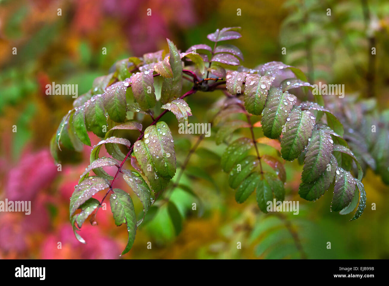 Rowan tree leaves hi-res stock photography and images - Alamy