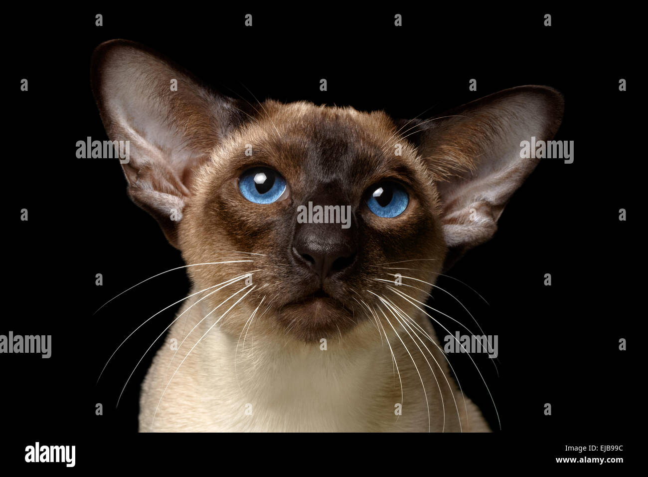 Oriental Shorthair cat Stock Photo - Alamy