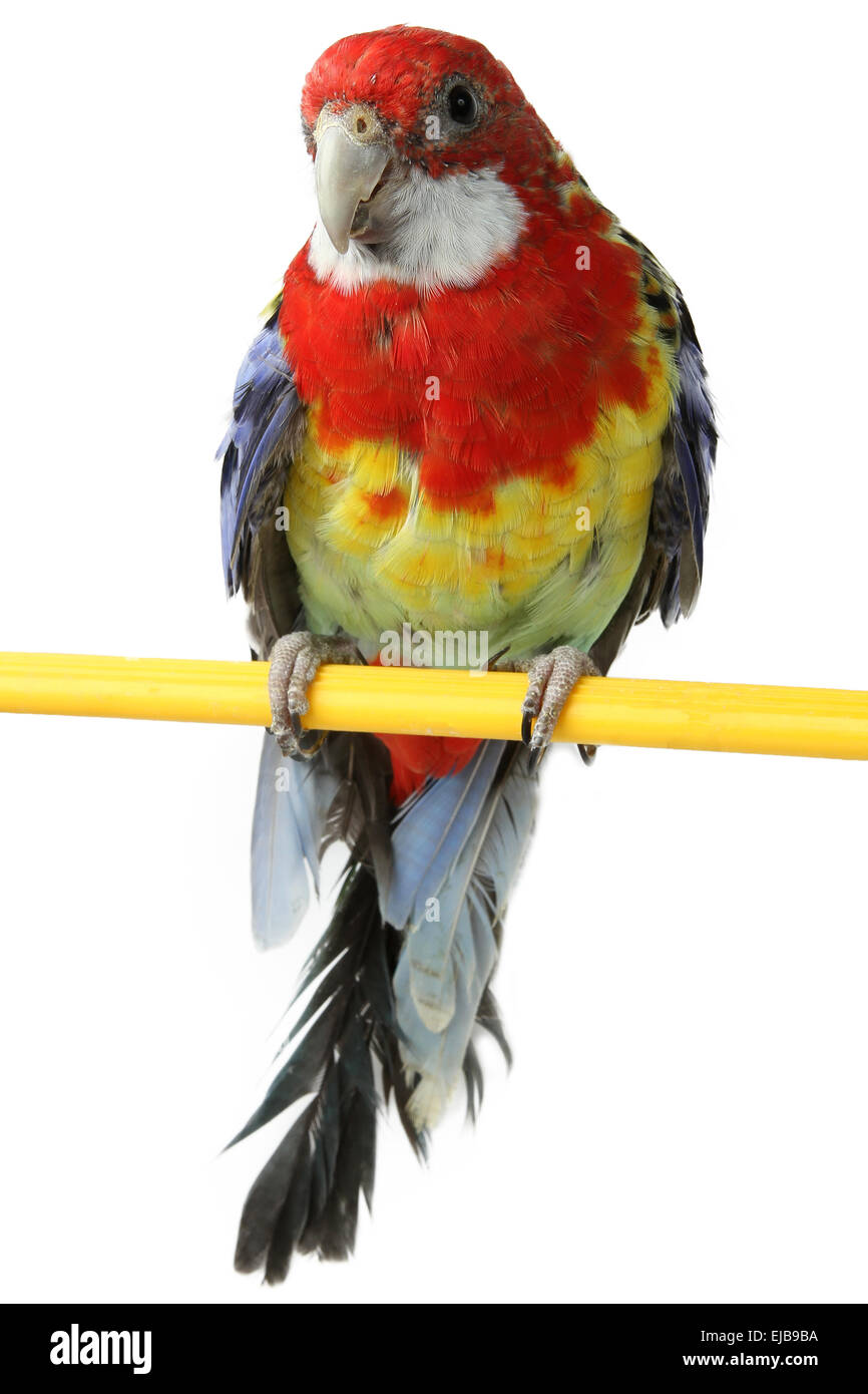 Parrot paradise hi-res stock photography and images - Alamy