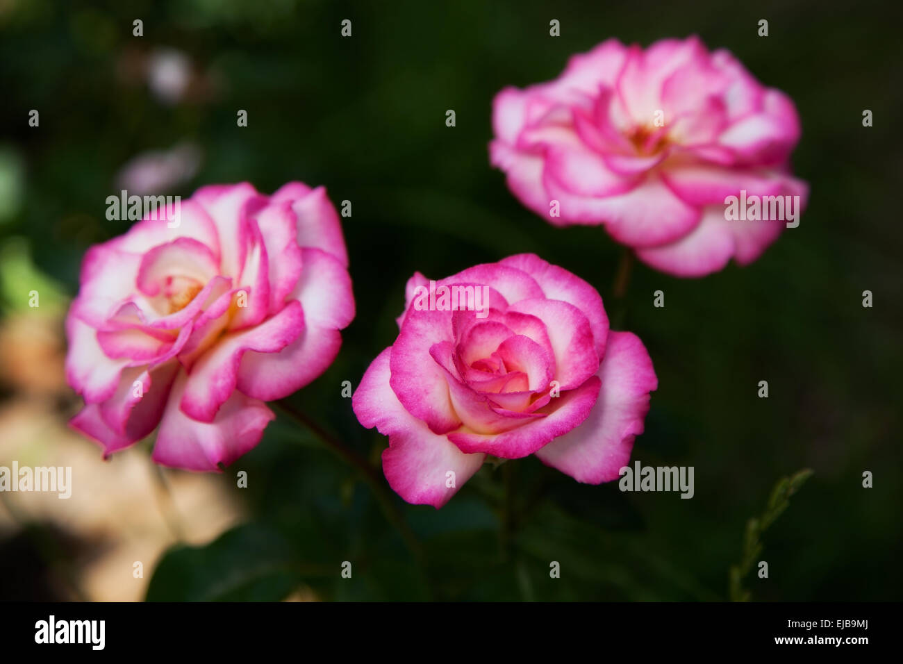 Beautiful wild roses in hi-res stock photography and images - Alamy