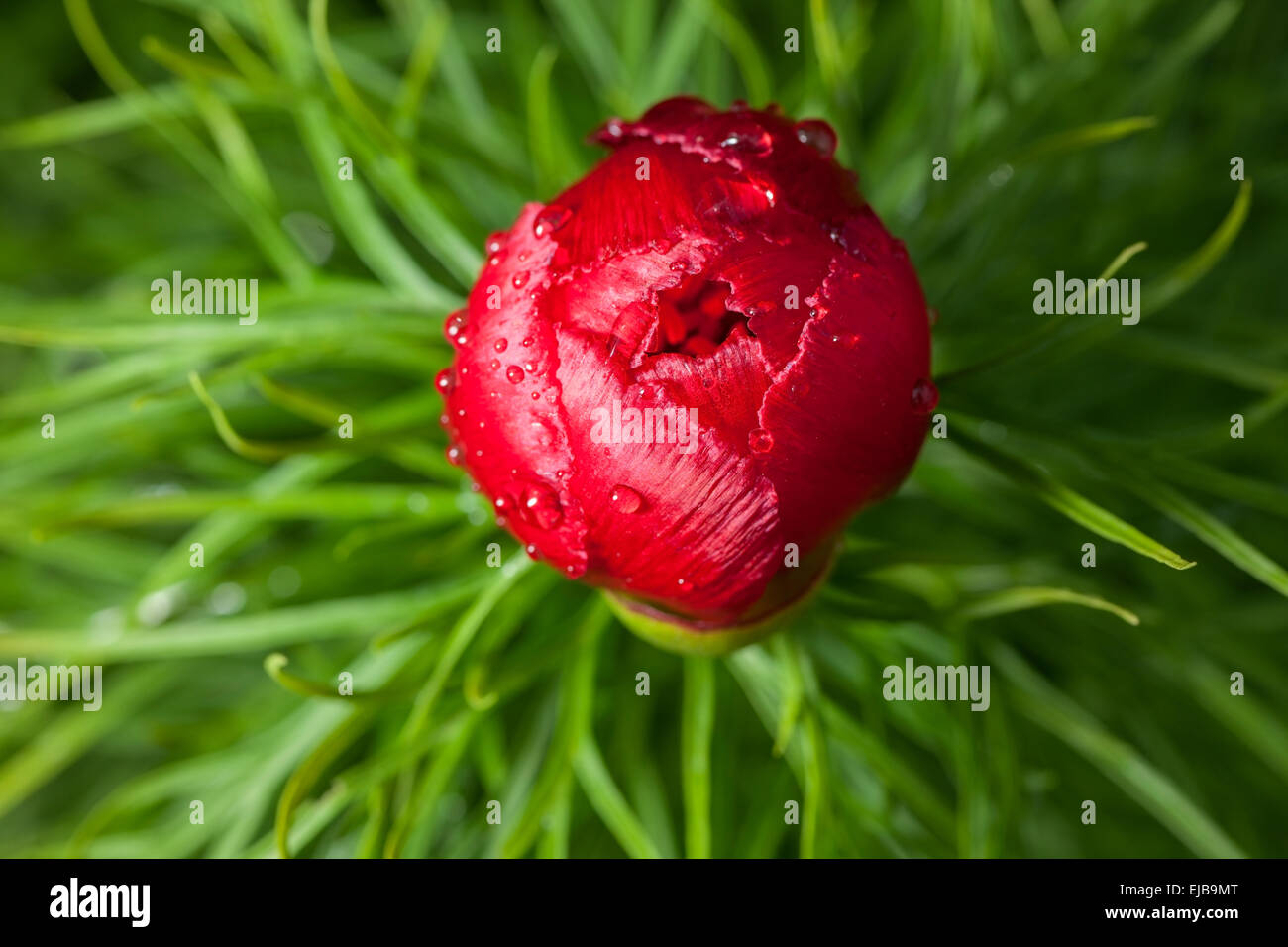 Spring flower bud hi-res stock photography and images - Alamy