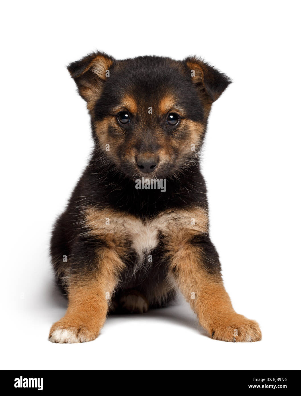 puppy mixed-breed sheep-dog with pooch Stock Photo - Alamy