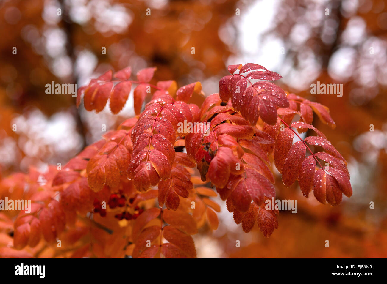 Red rowan tree leaves and drops of rain Stock Photo - Alamy