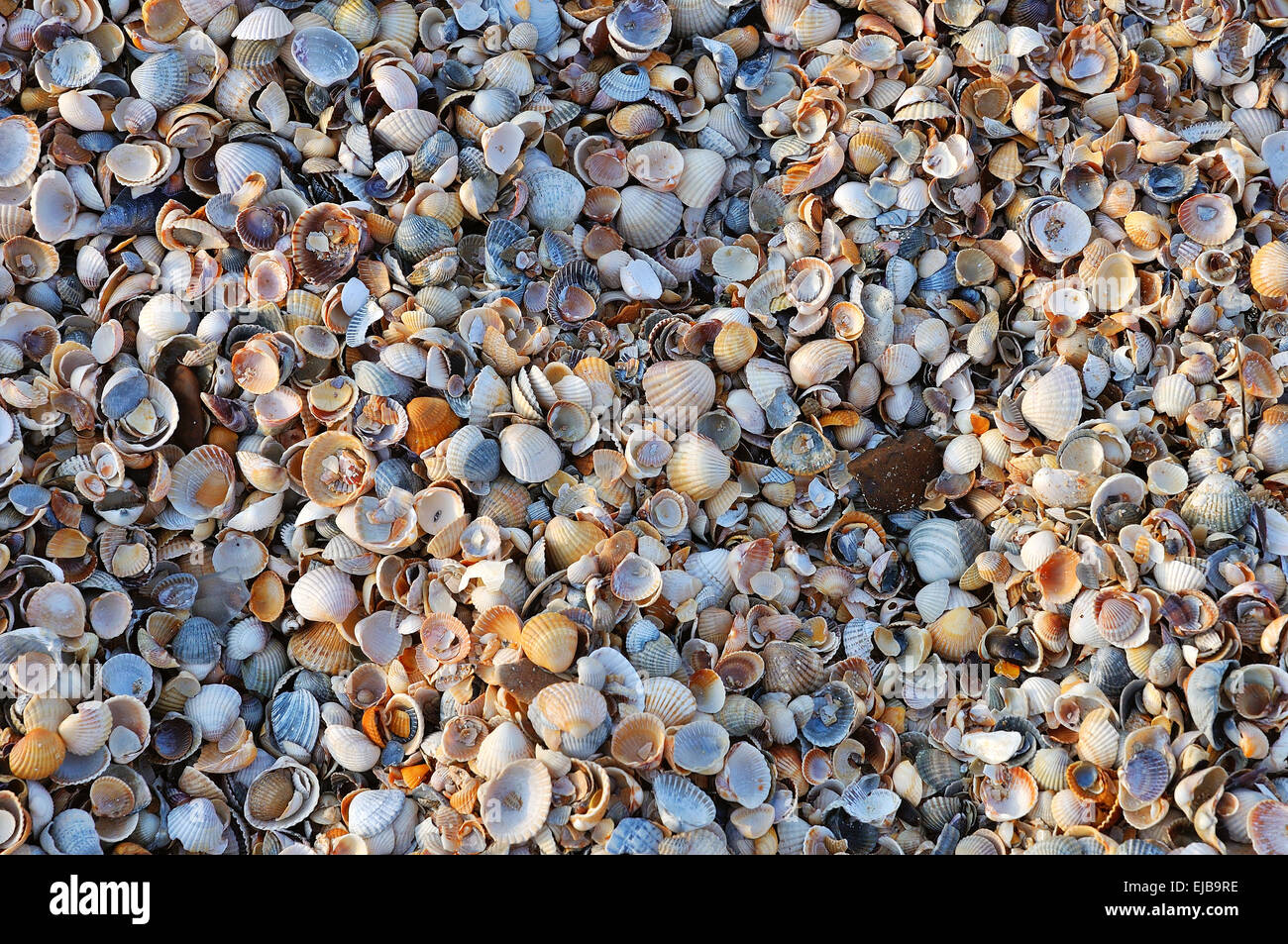 Small shells hi-res stock photography and images - Alamy