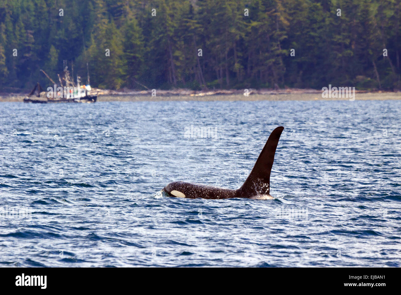 Schwertwal killerwal orca orcinus orca hi-res stock photography and ...
