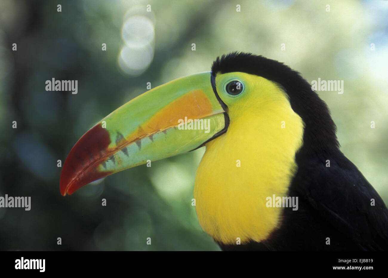 Birds of latin america hi-res stock photography and images - Alamy