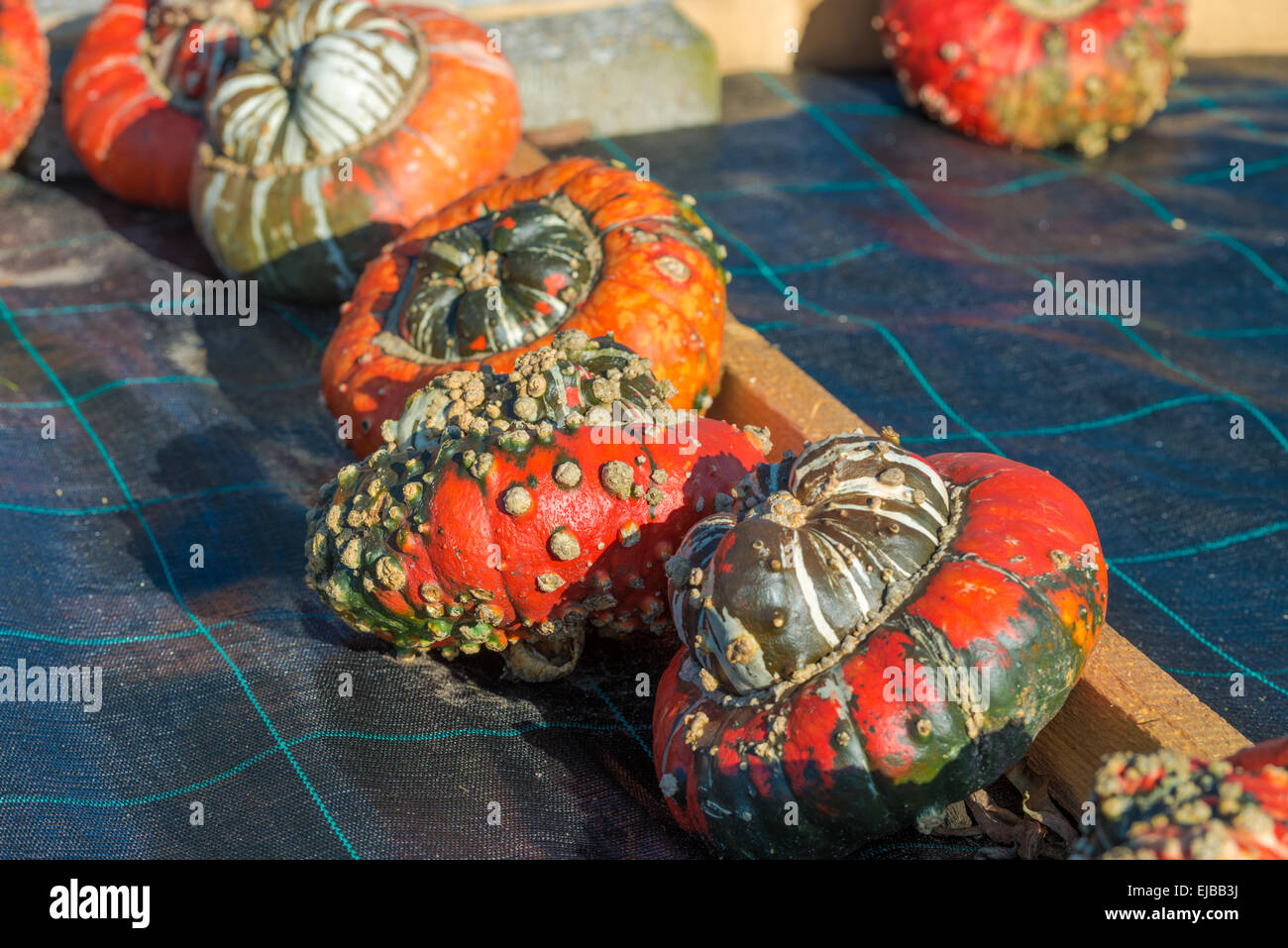 Turk turban squash hi-res stock photography and images - Alamy