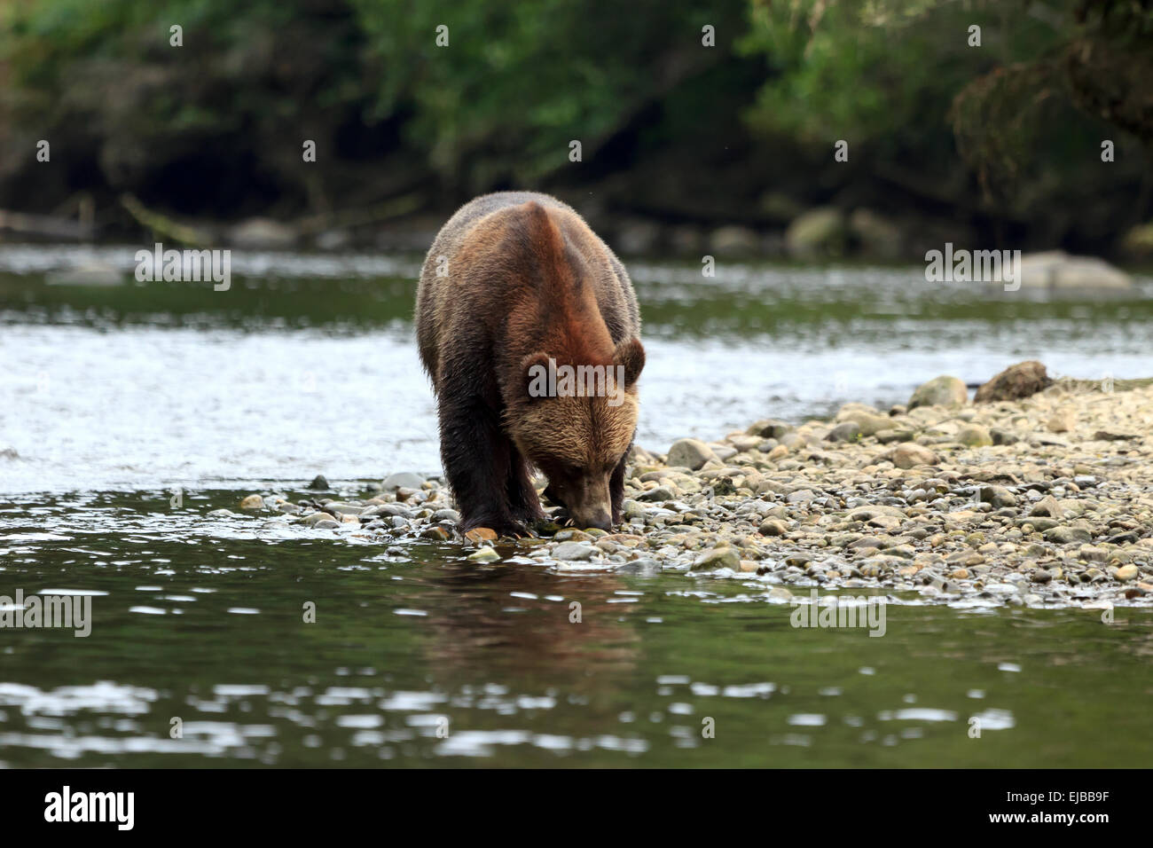 Grizzlybar hi-res stock photography and images - Alamy