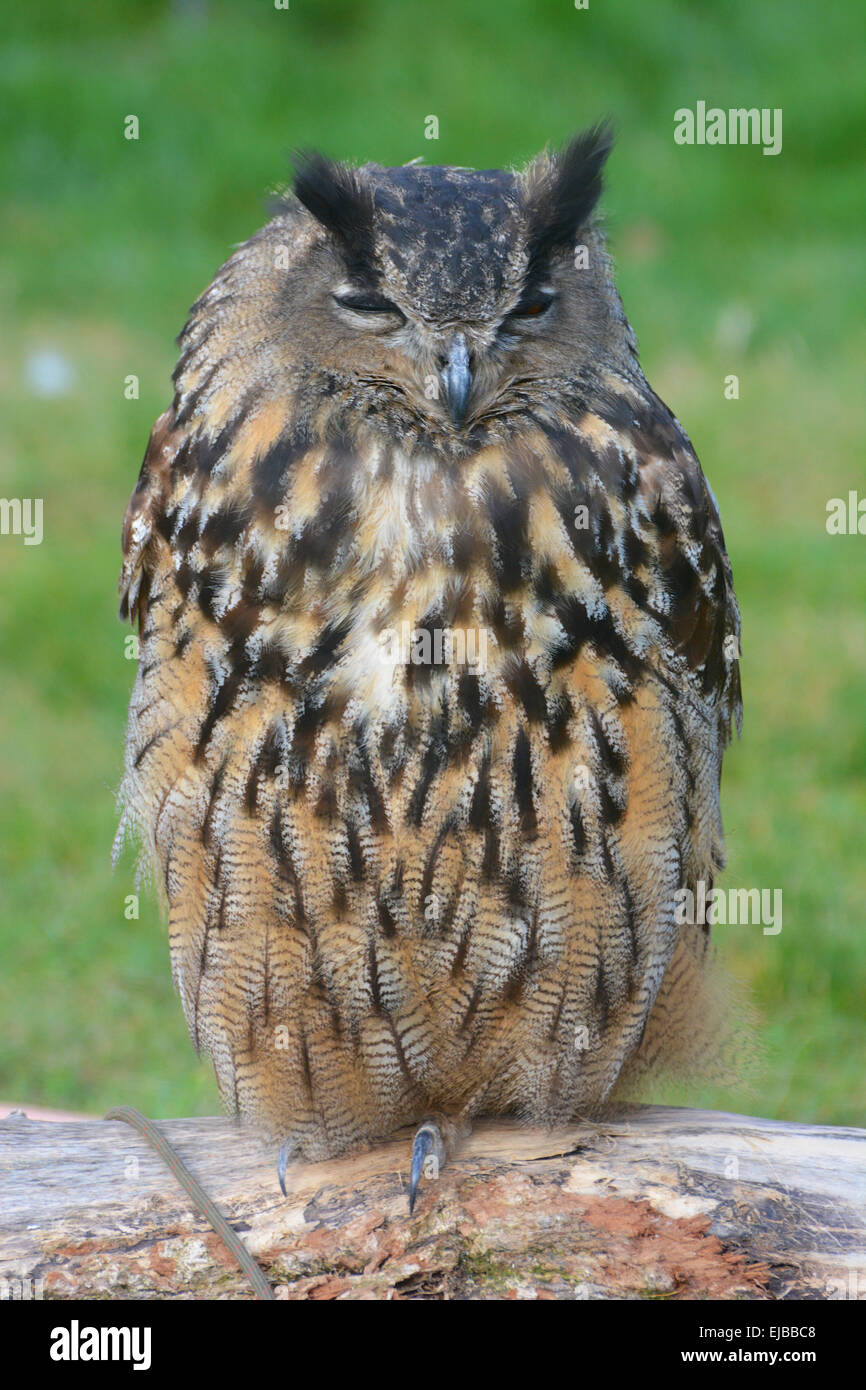 Pretty owl hi-res stock photography and images - Alamy