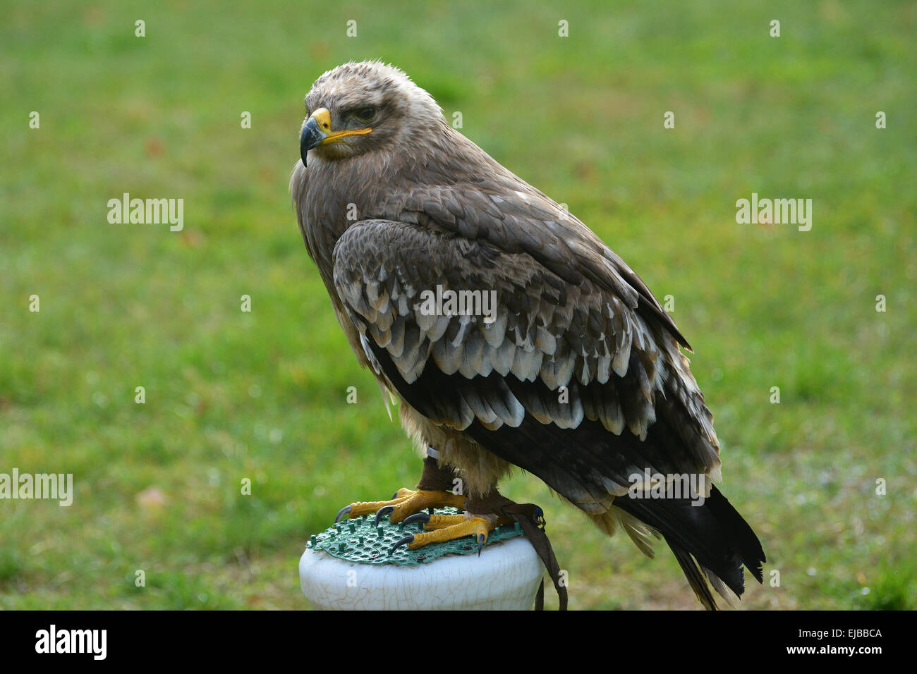 Steppe Eagle in german falconry Potsdam Stock Photo - Alamy