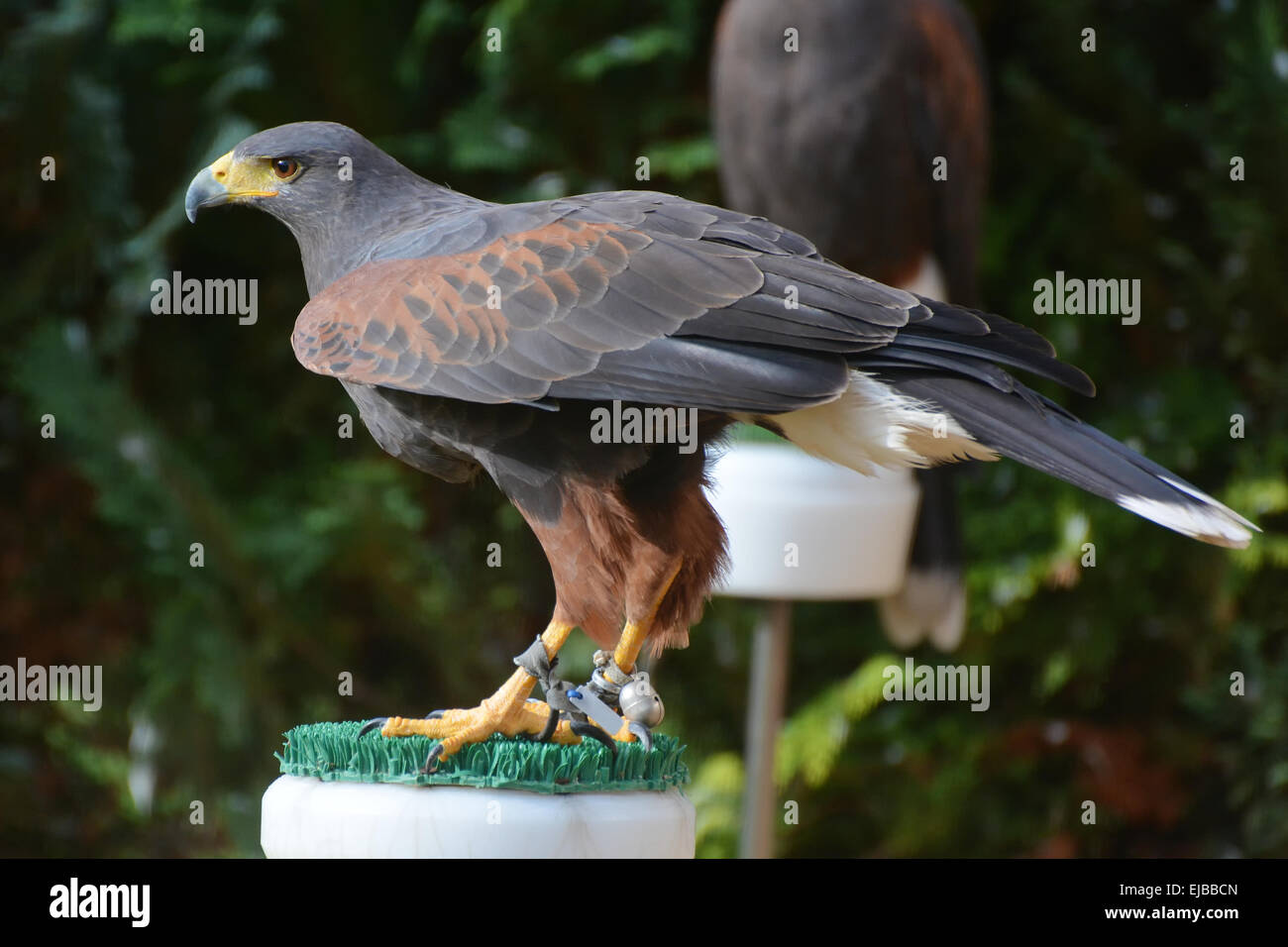 Desert buzzard in german falconry Stock Photo - Alamy