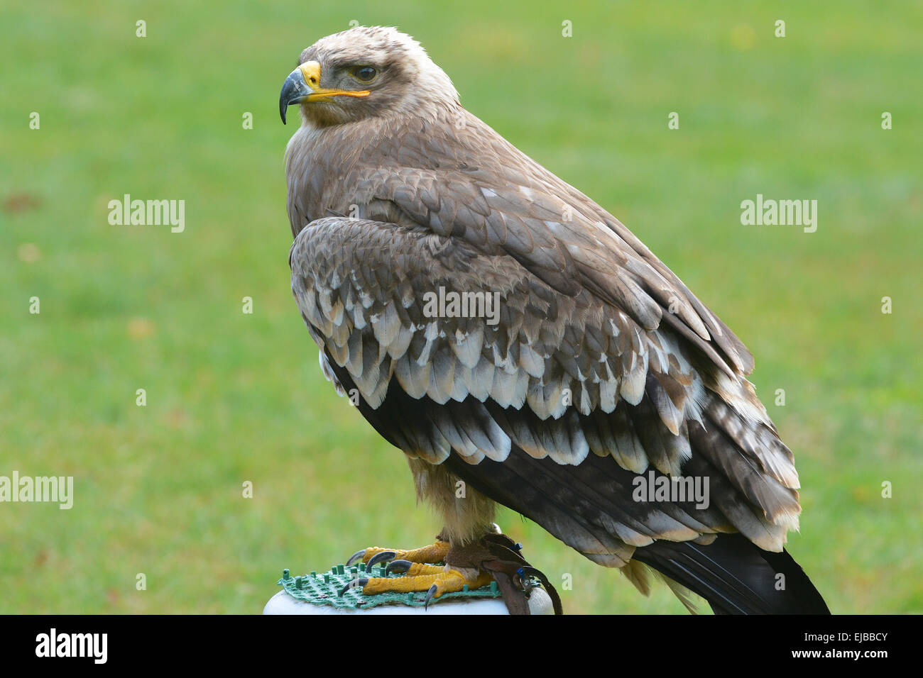 German eagle in hi-res stock photography and images - Alamy
