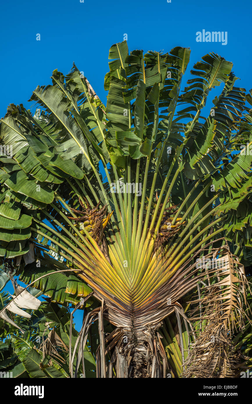 Madagascar palm tree hi-res stock photography and images - Alamy