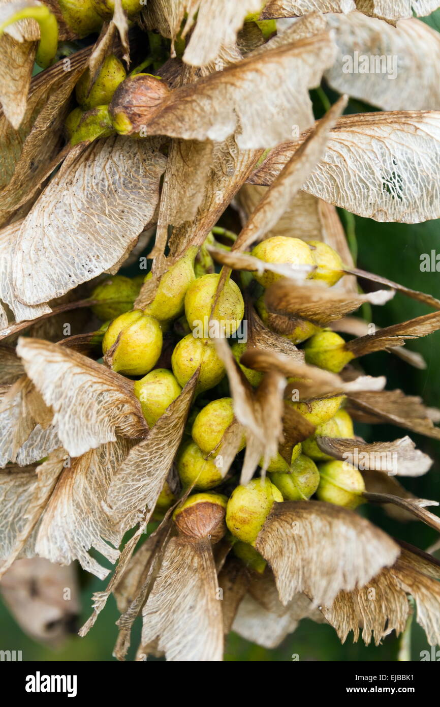 fruit of a maple tree Stock Photo - Alamy