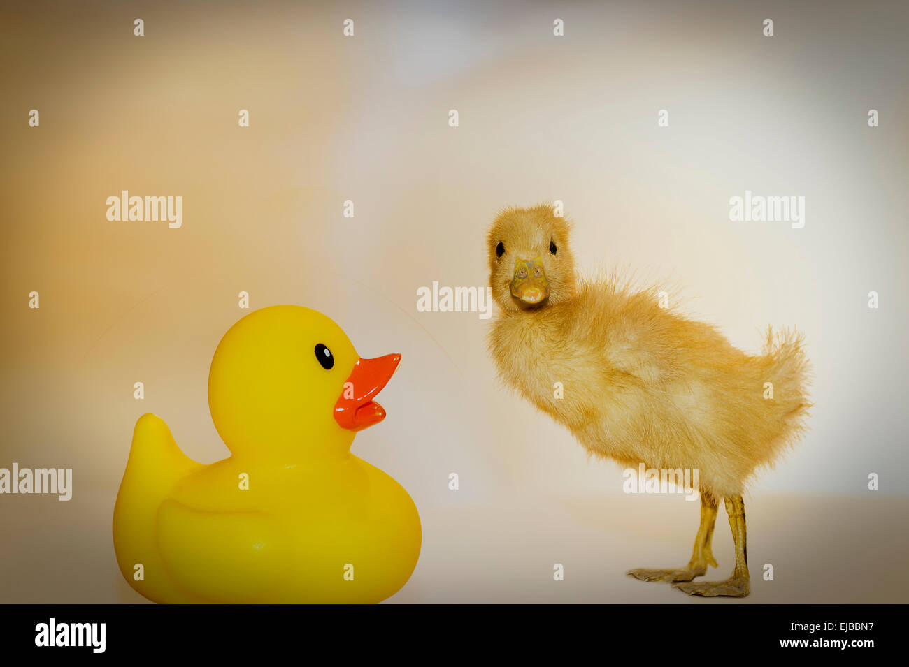 odd couple rubber duck and chick Stock Photo - Alamy