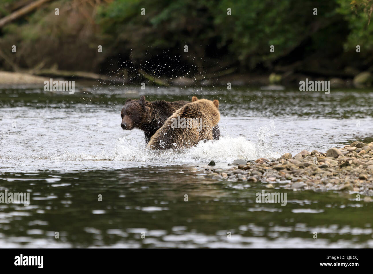 Grizzly familie hi-res stock photography and images - Alamy