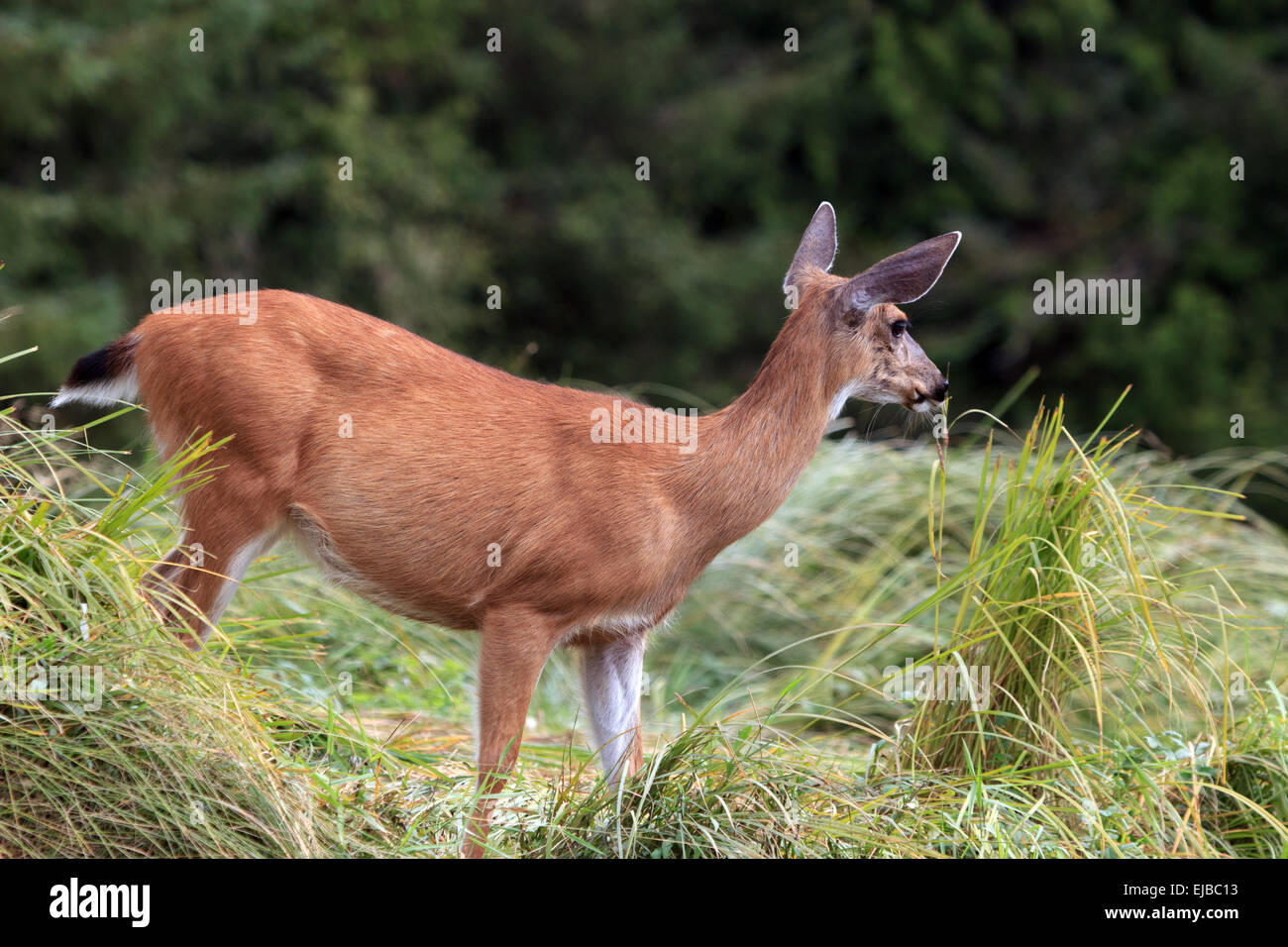 Maultierhirsch High Resolution Stock Photography and Images - Alamy