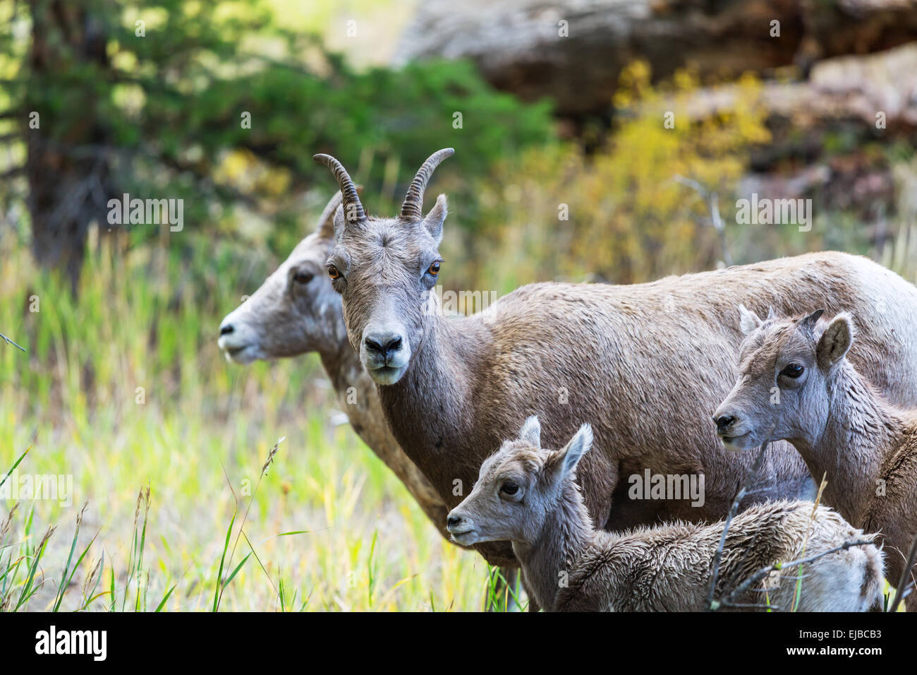 Goat heard hi-res stock photography and images - Alamy