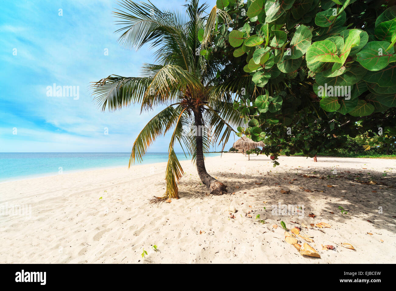 a palm tree on beach Stock Photo - Alamy