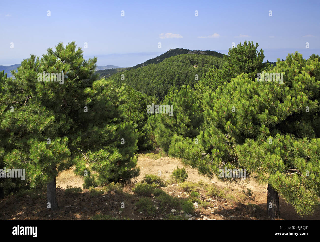 Halkidiki greece pine trees hi-res stock photography and images - Alamy