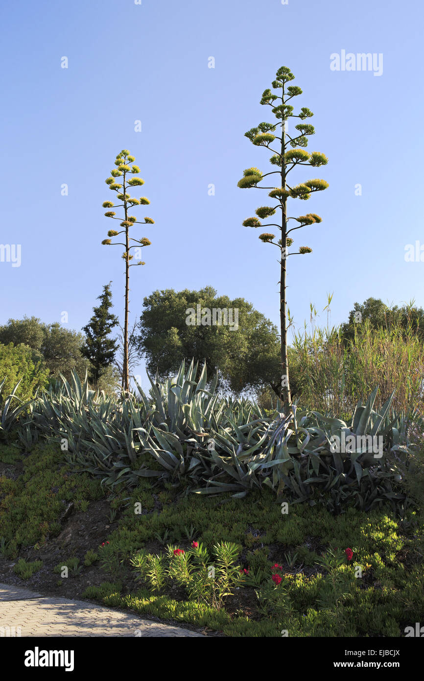 Agave blooming hi-res stock photography and images - Alamy