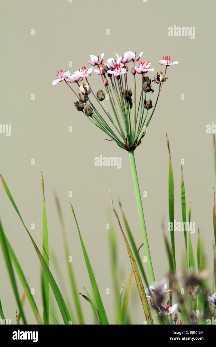 Flowering rush, Butomus umbellatus Stock Photo - Alamy