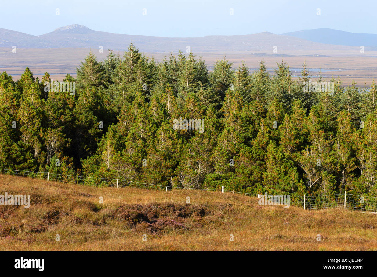 Reforestation, North Uist, Hebrides, Scotland Stock Photo - Alamy