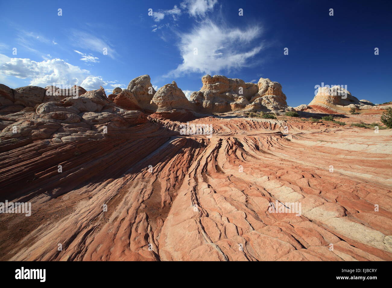 White pocket arizona hi-res stock photography and images - Alamy