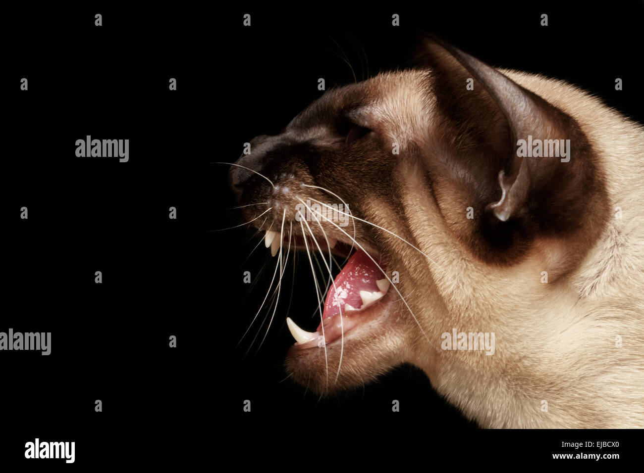 Oriental shorthair cat hi-res stock photography and images - Alamy