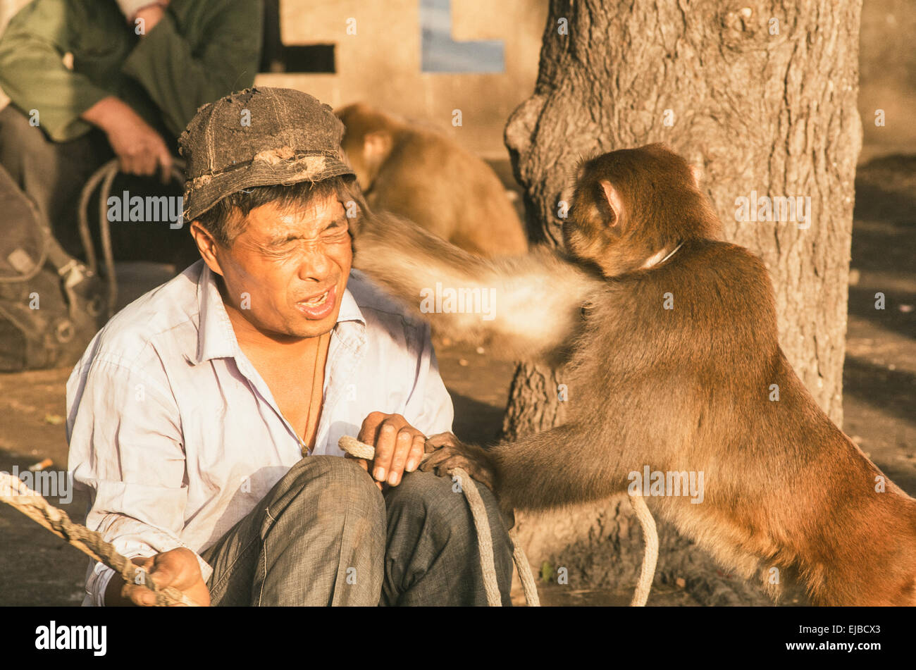Monkey trainer performing in china Stock Photo - Alamy