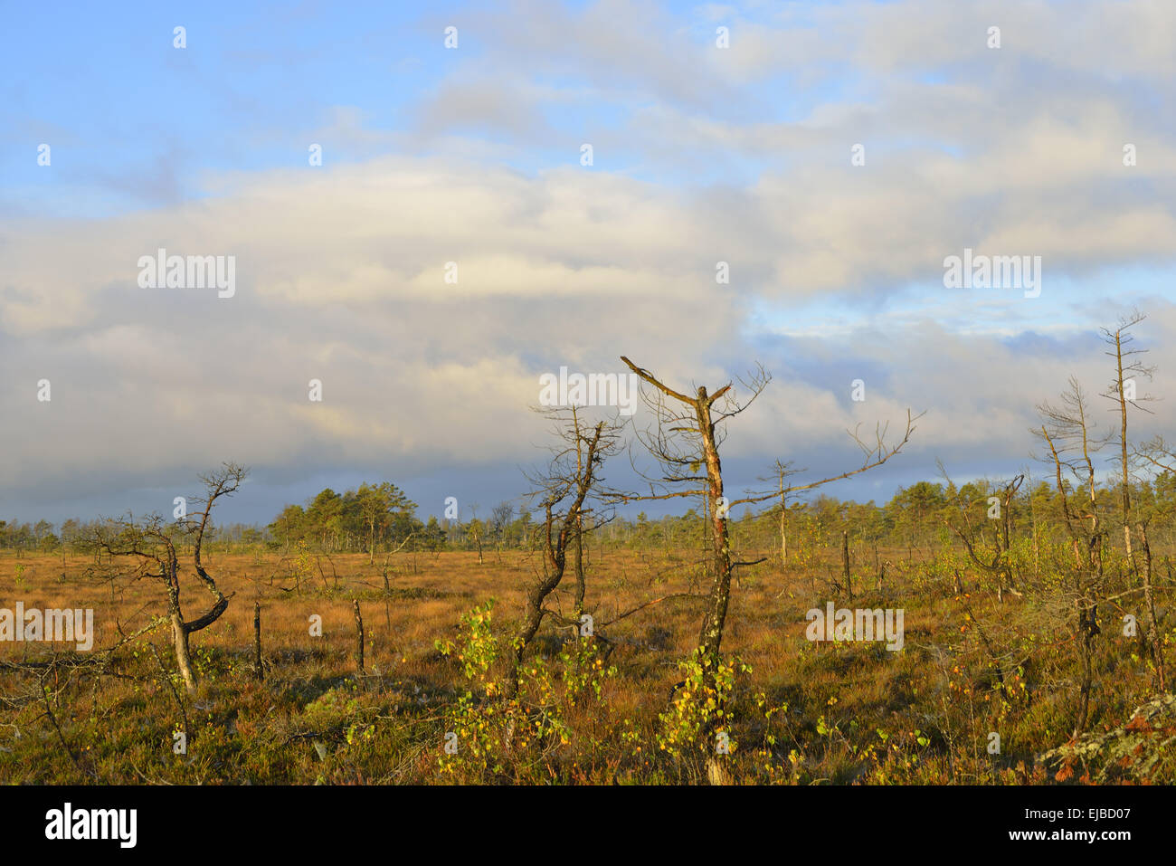 Store Mosse Nationalpark Stock Photo - Alamy