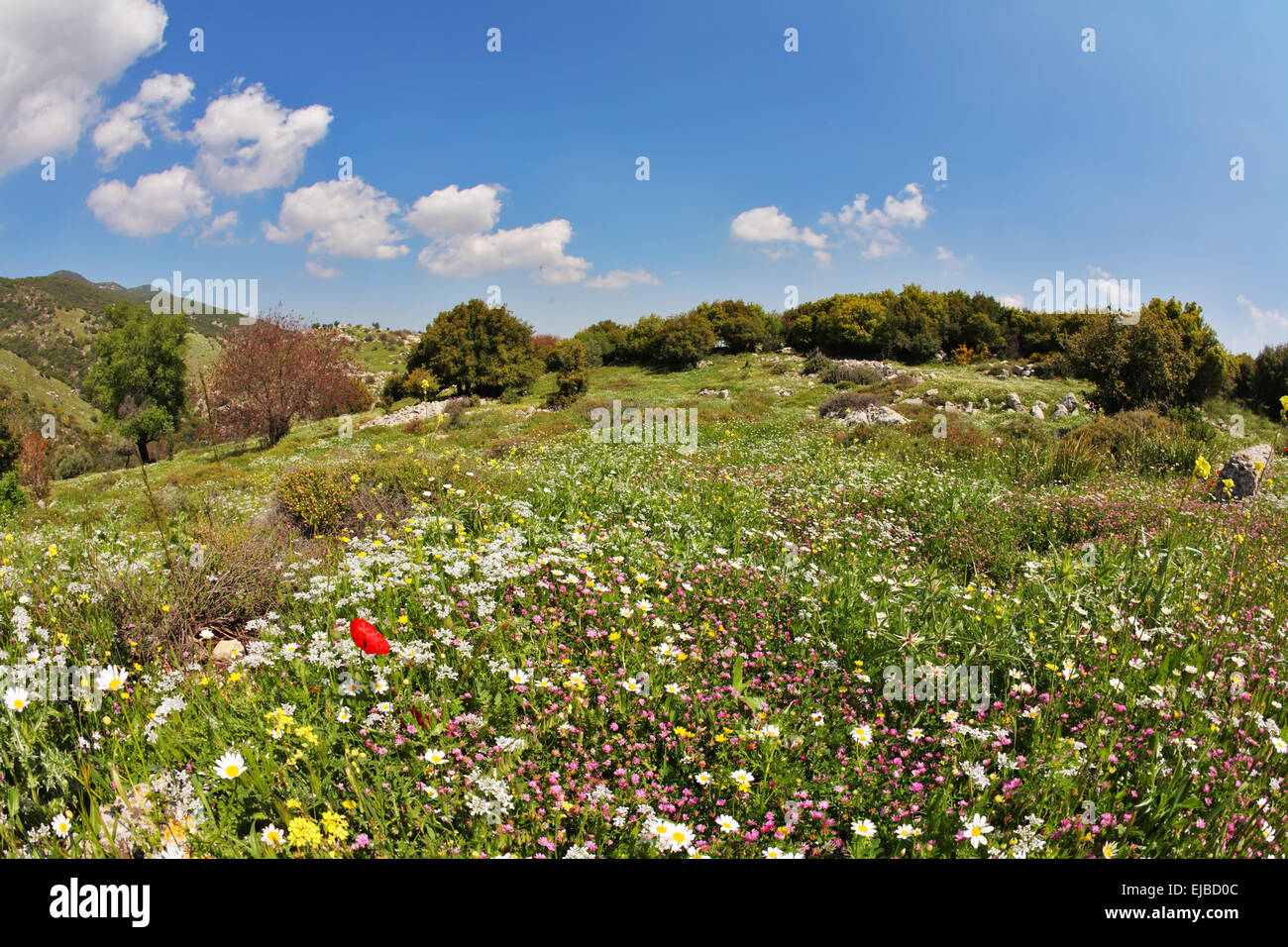 Blossoming meadow with bright flower Stock Photo - Alamy