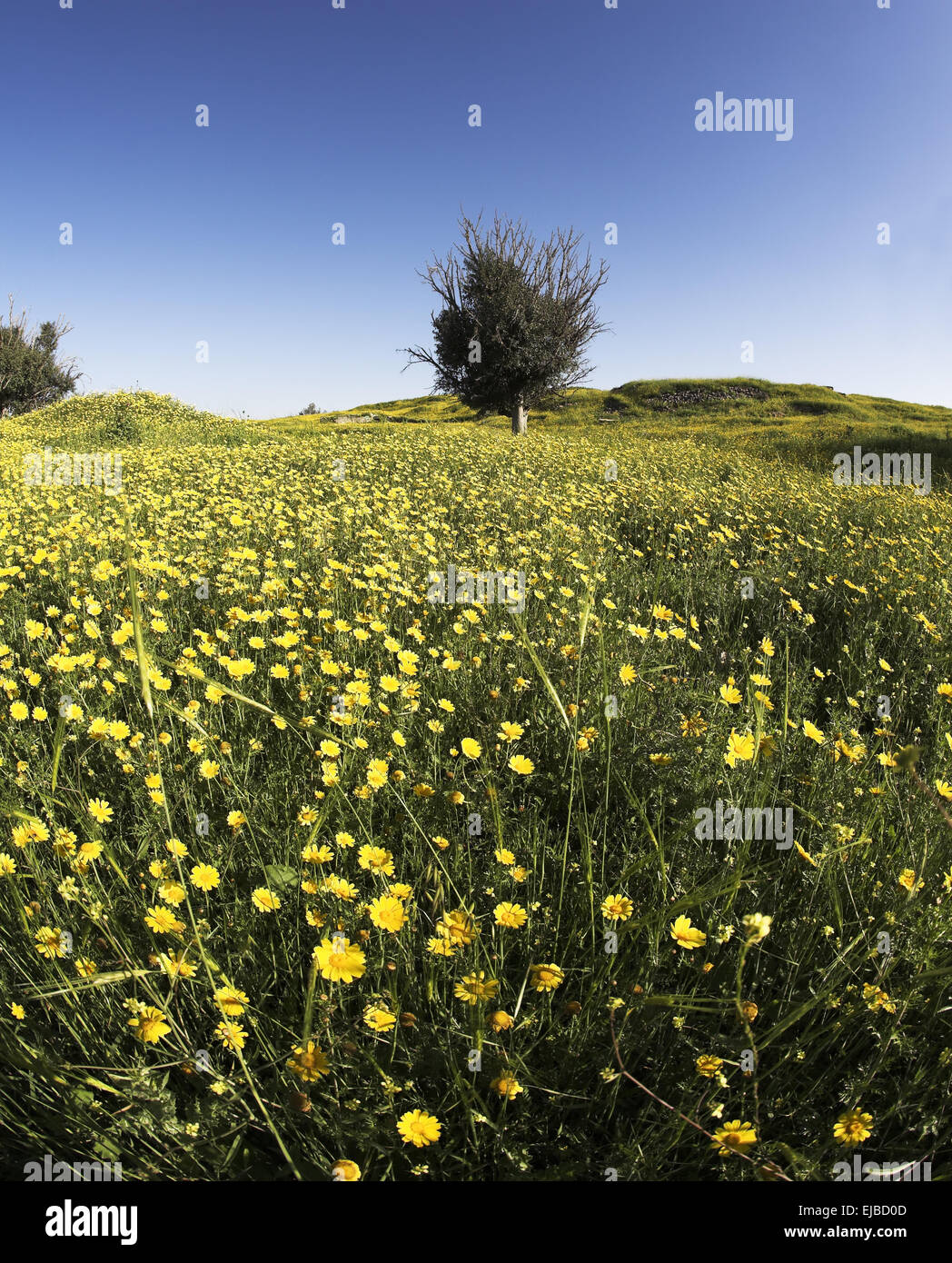 The field with camomiles and bush Stock Photo - Alamy