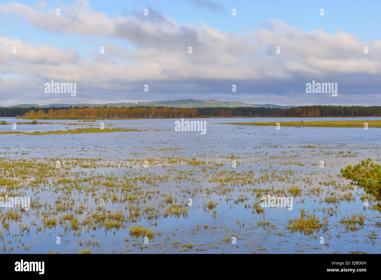 Store Mosse Nationalpark Stock Photo - Alamy