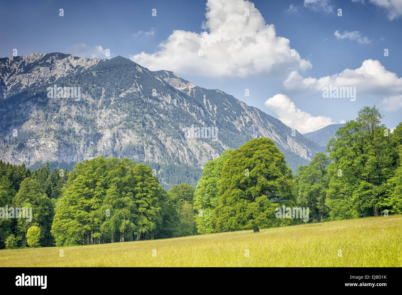 Alps trees hi-res stock photography and images - Alamy