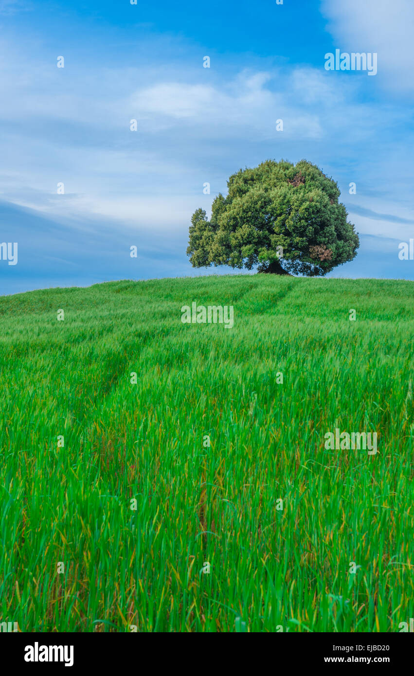 tree in the green field Stock Photo - Alamy