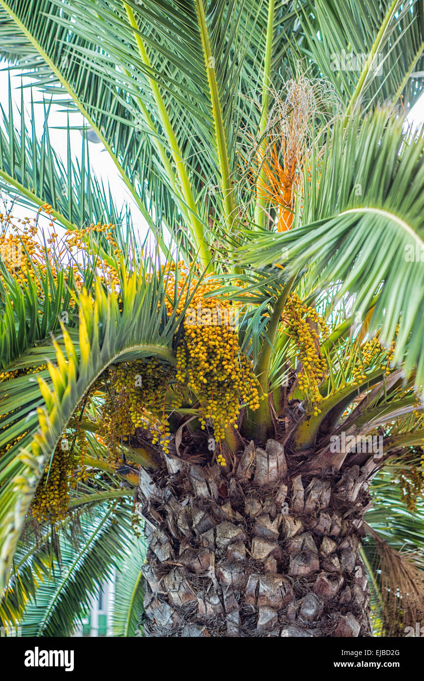 Beautiful lush palm Stock Photo - Alamy