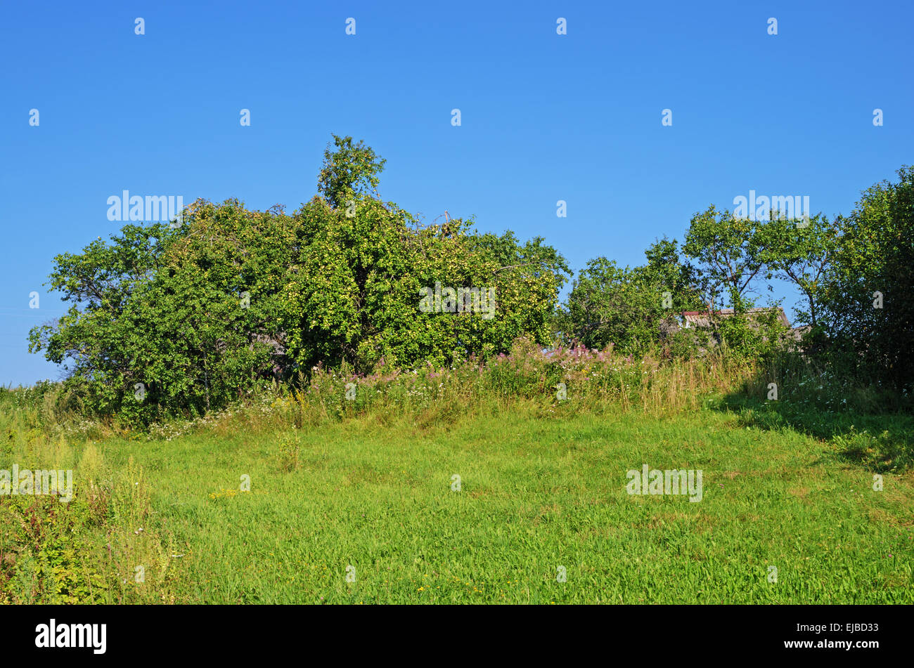 Rural landscape - garden and field behind a house Stock Photo - Alamy