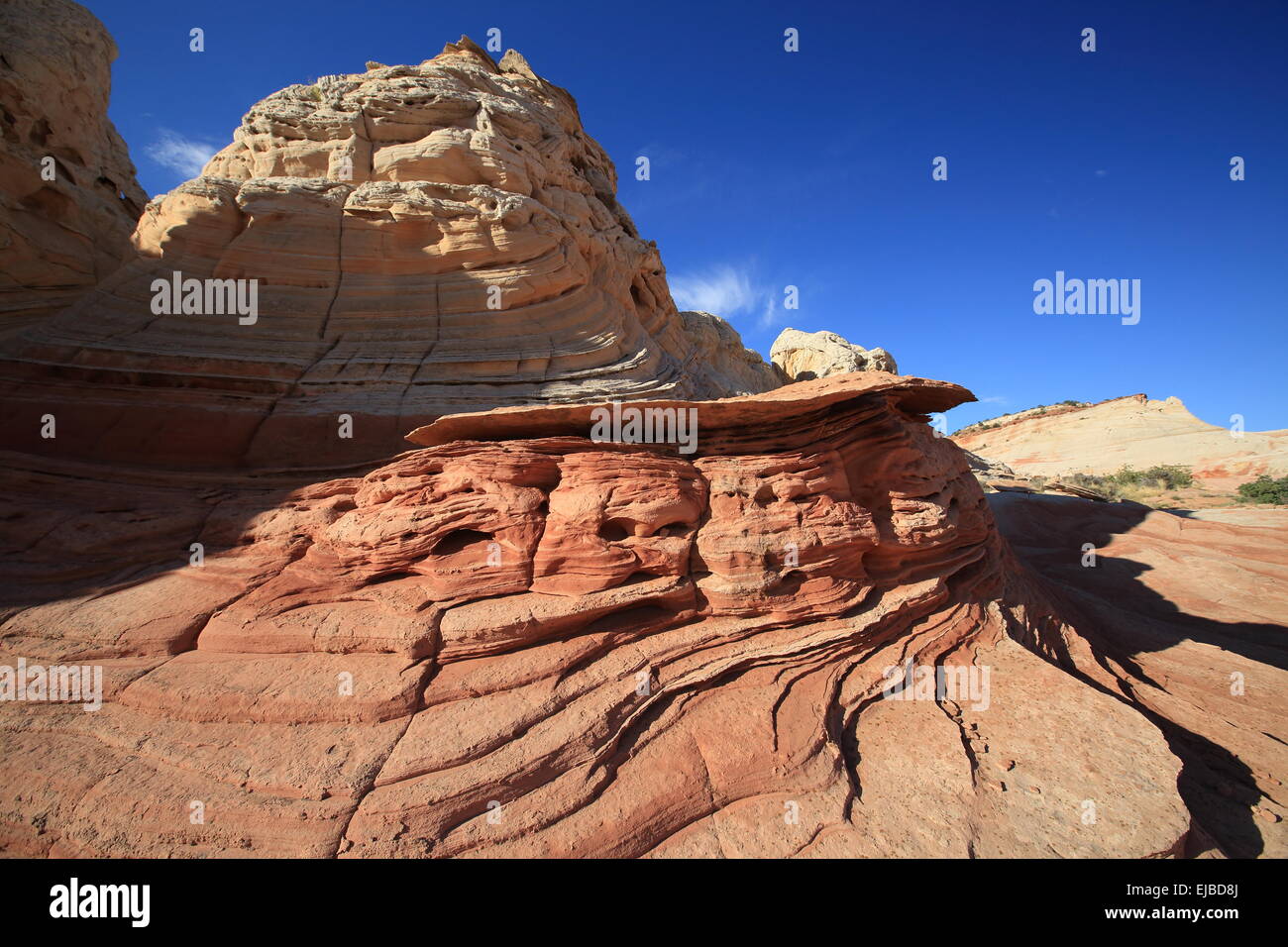 White pocket arizona hi-res stock photography and images - Alamy