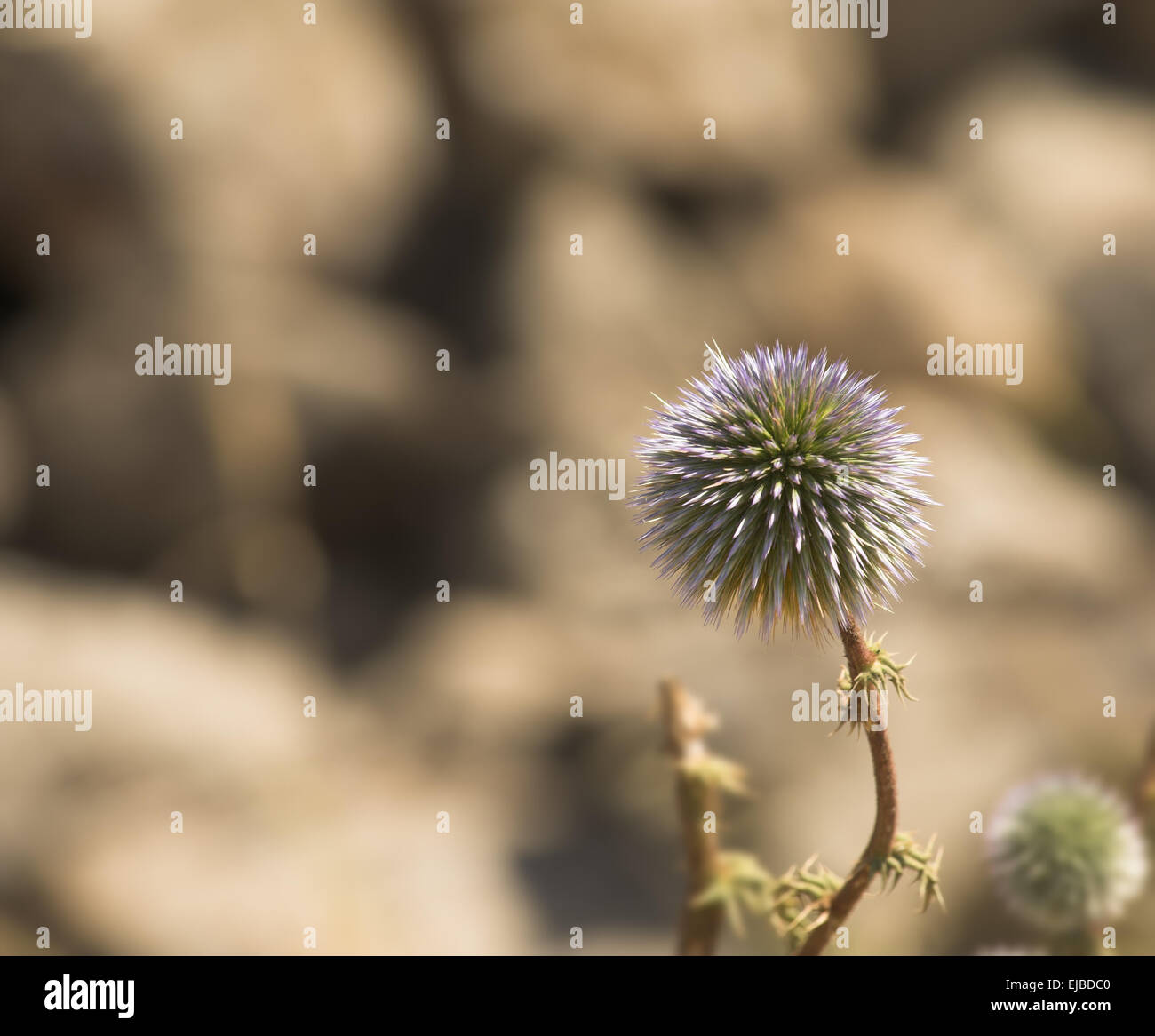 Flower of a thistle Stock Photo - Alamy