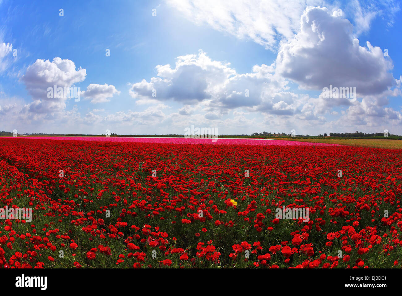 Spring in the fields hi-res stock photography and images - Alamy
