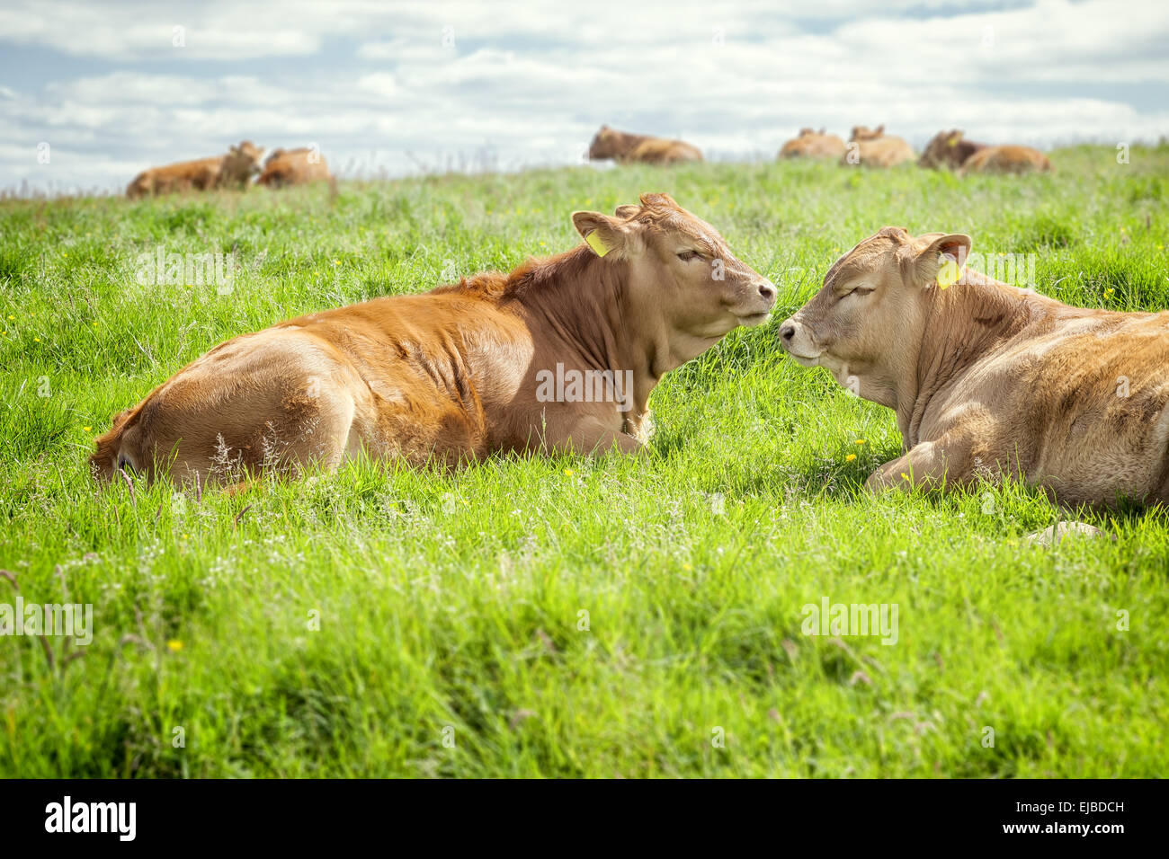 Irish beef cattle hi-res stock photography and images - Alamy