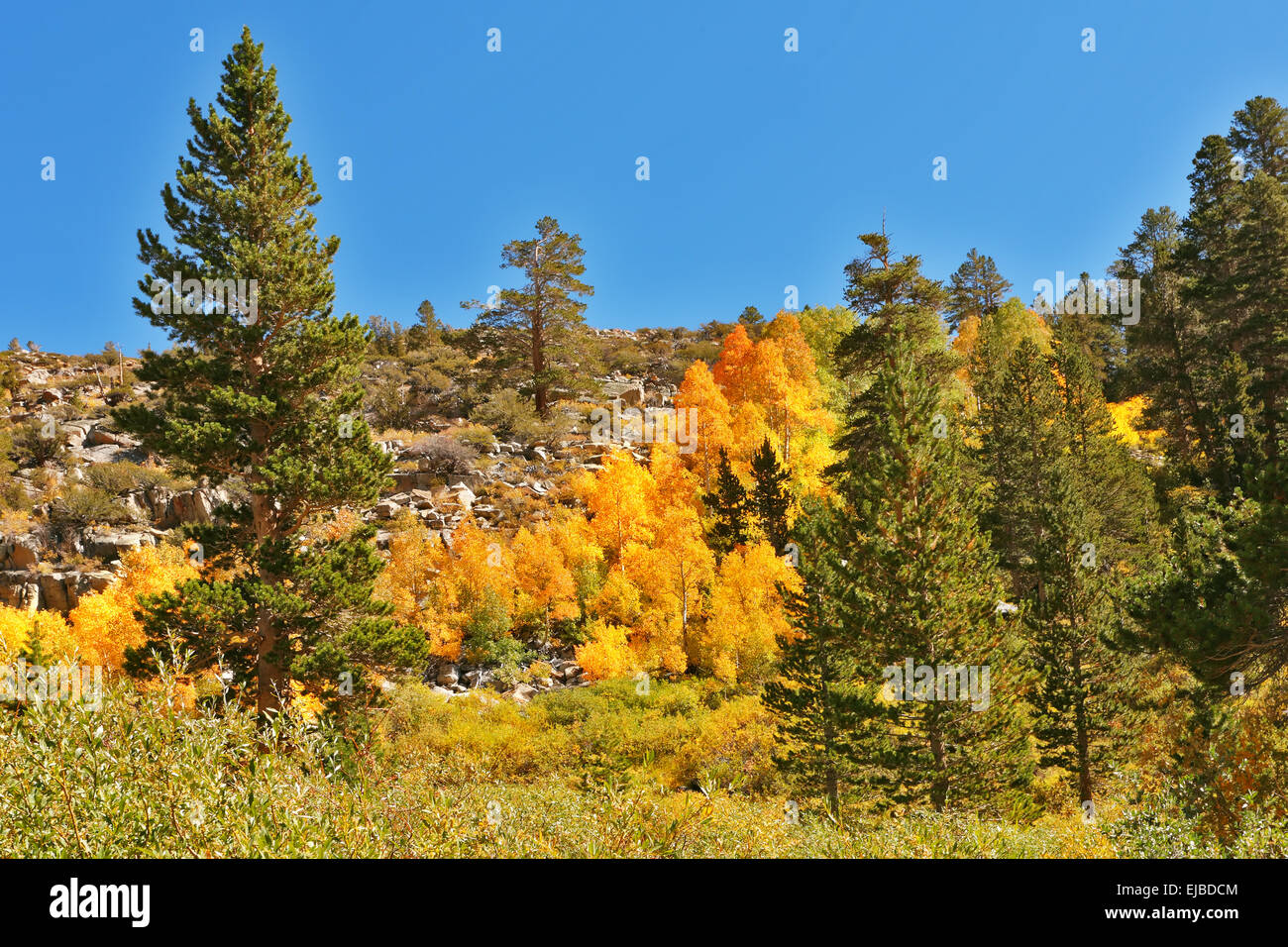The multi-colour hillside in park Stock Photo - Alamy