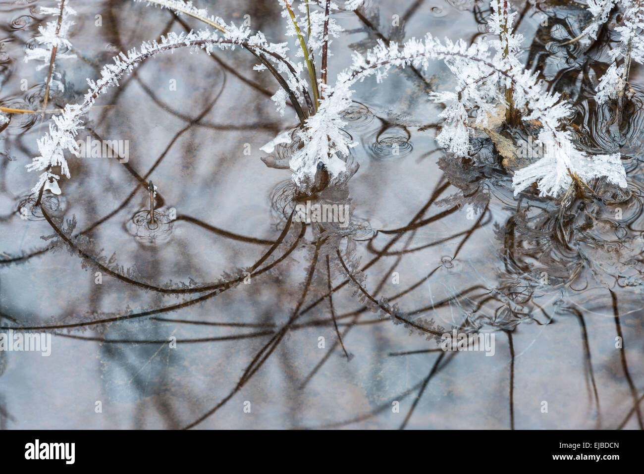 frost covered reed, Lapland, Sweden Stock Photo - Alamy