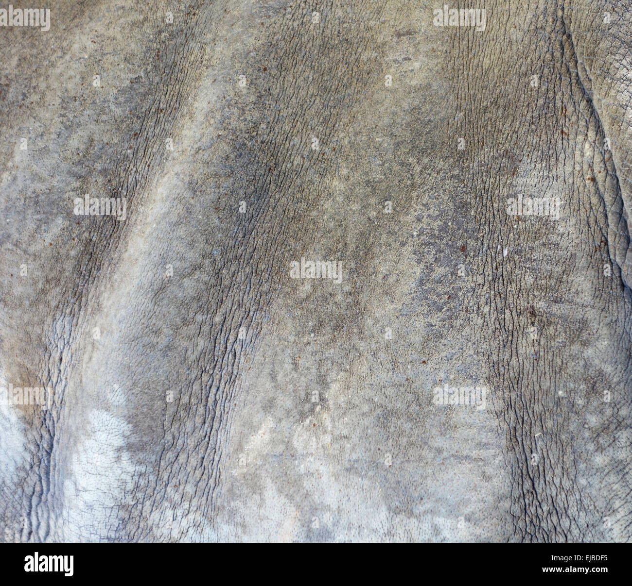 Rhino white rhinoceros skin texture hi-res stock photography and images ...