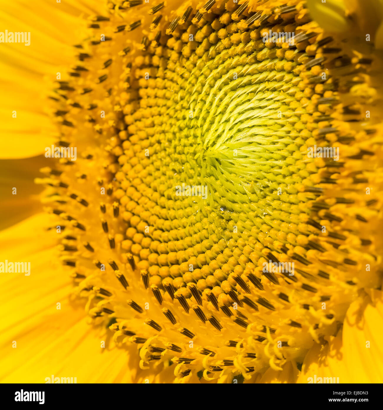 Fibonacci spiral sunflower hi-res stock photography and images - Alamy