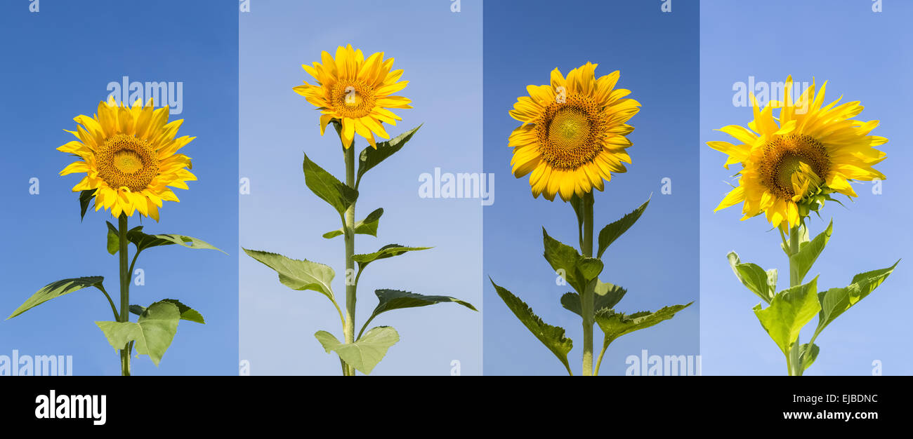 Different sunflower hi-res stock photography and images - Alamy
