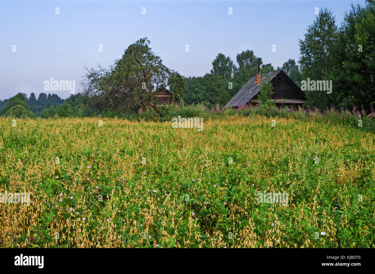 Rural landscape - oat field, garden and wooden houses Stock Photo - Alamy